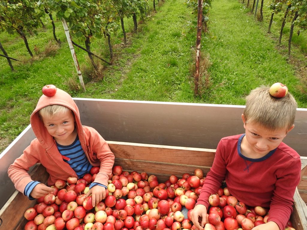 Apfelernte Archive - Eh da-Initiative Essingen